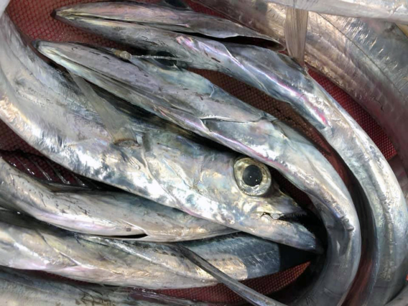 Silver Scabbardfish – ALASMAK ALALAMEEA TRADING