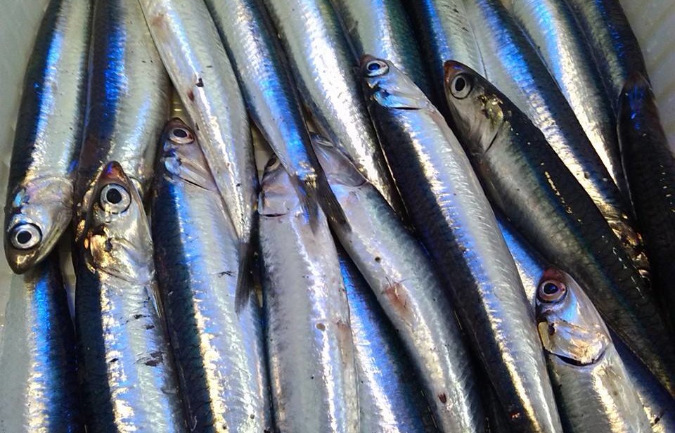 Fishs – ALASMAK ALALAMEEA TRADING