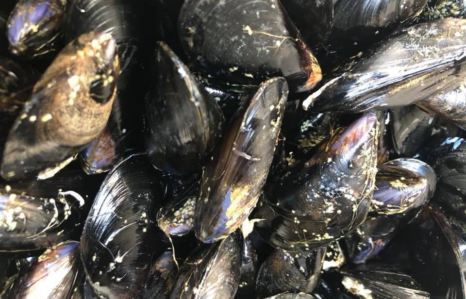 BIVALVES MOLLUSCS – ALASMAK ALALAMEEA TRADING