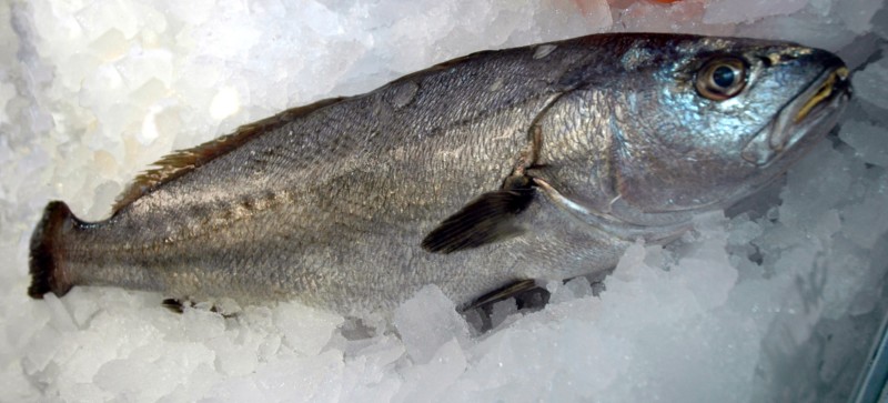 Meagre – ALASMAK ALALAMEEA TRADING